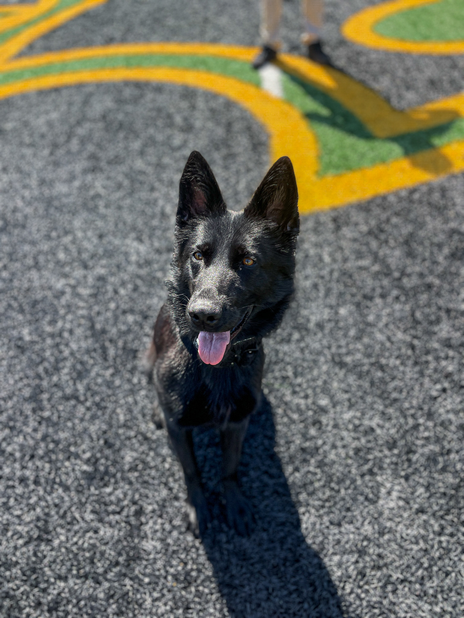 K9 Bella joins UI Police Department | Police Department - The ...